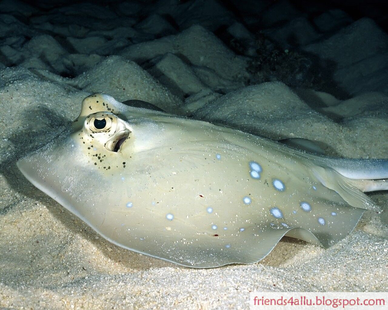 Friends4allu - The True Friendship Site: Ocean Life Wallpapers