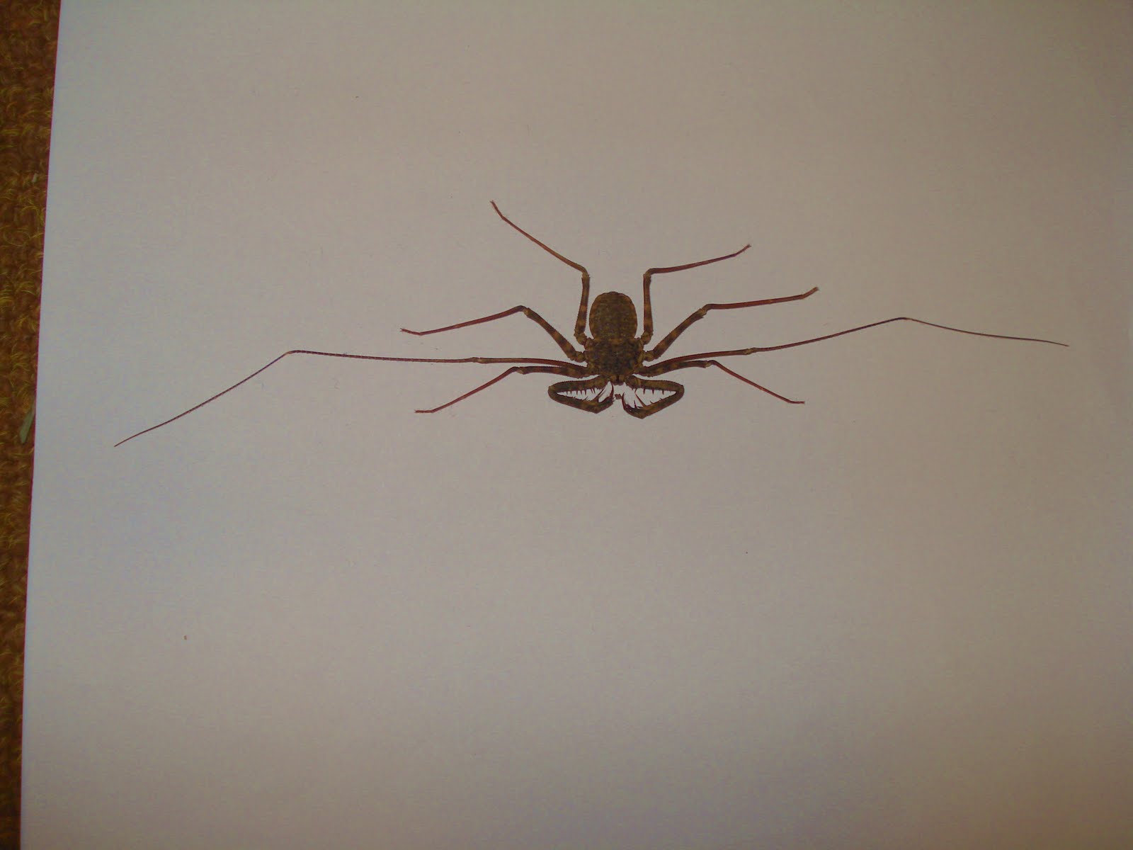 Amblypygid aka Whip Spider :( | Jo & Adam 'n S. Africa