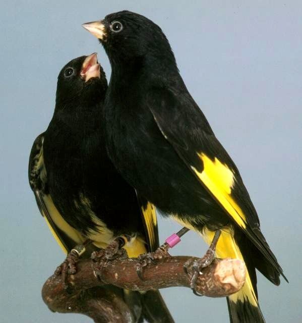 Pintassilgo, Tarin américain, Amerikaanse sijzen, Amerikanische zeisige ...