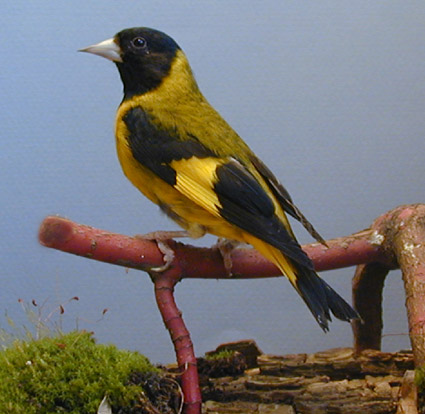 Chardonnerets,Tarins Americains, Carduelis Americanos, Amerikaanse ...