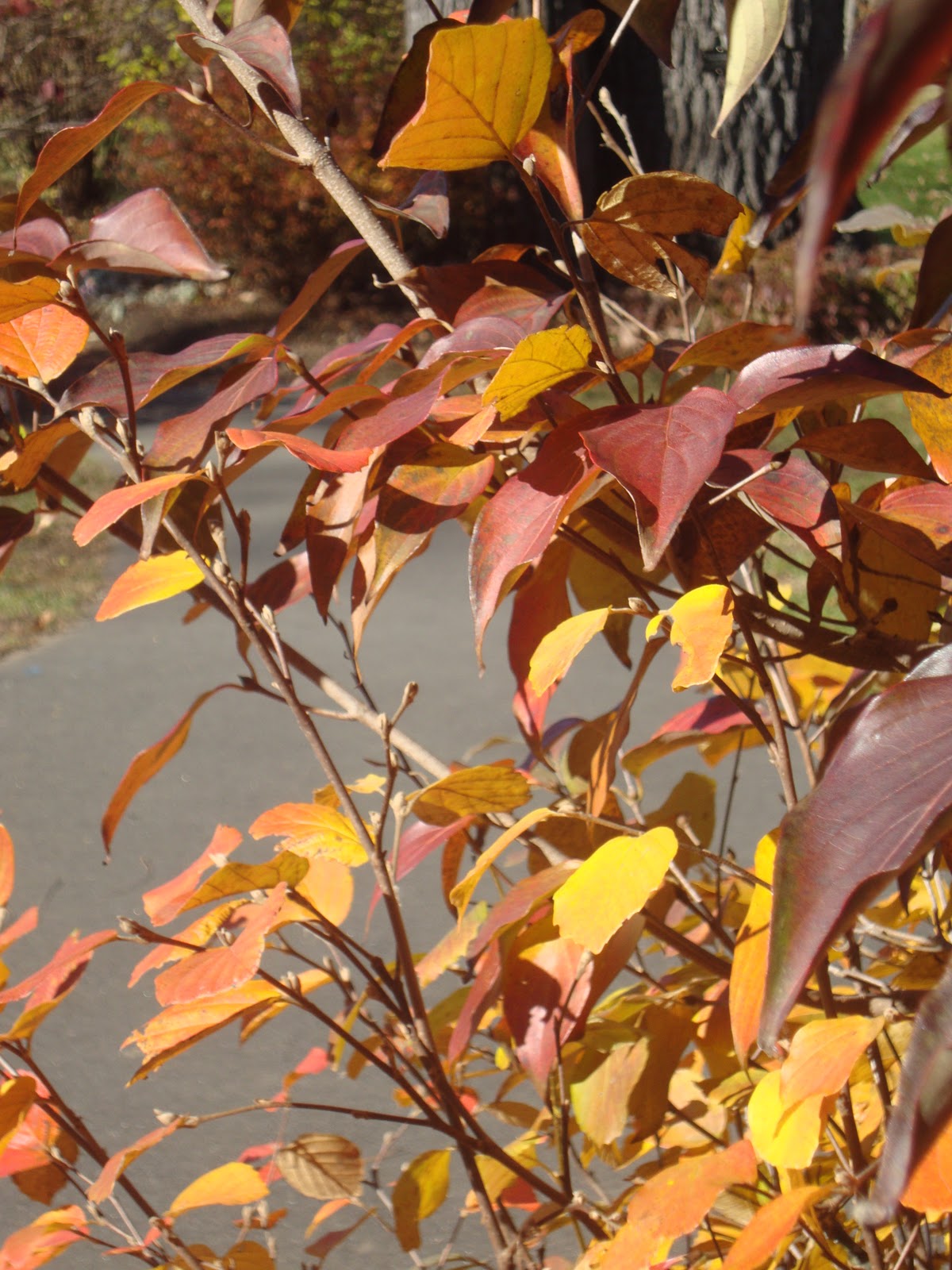 Color Cat Studios: Impressionist Art Colony - Exploring!