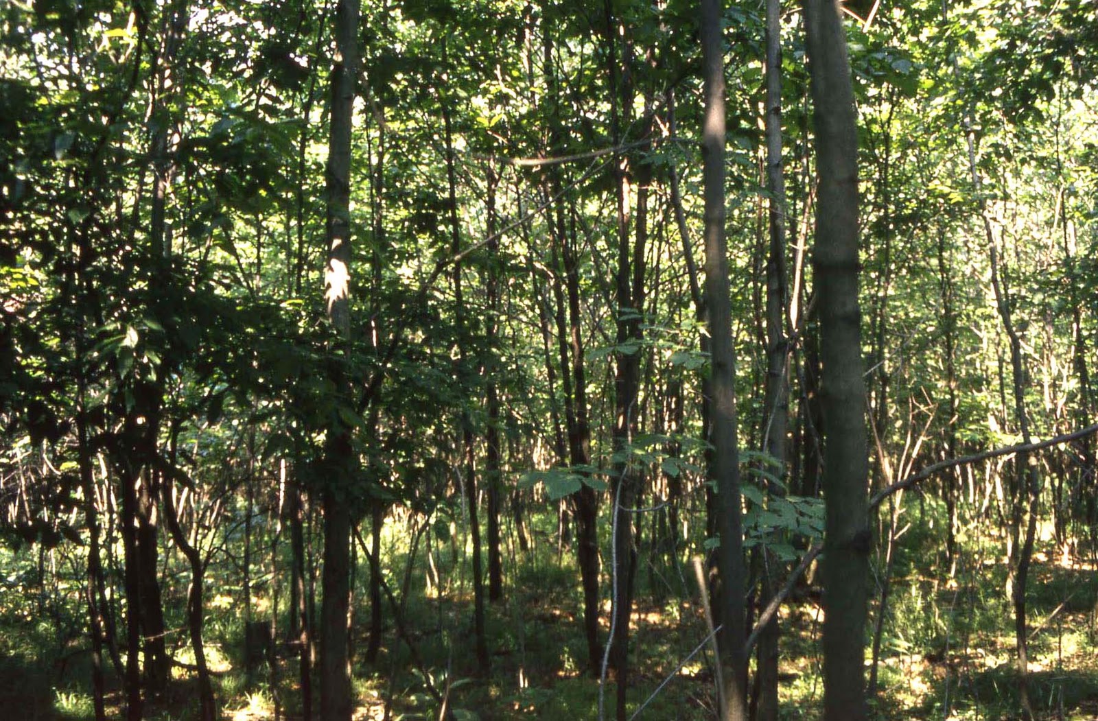 North East Pennsylvania Forests: Introduction to Woodland Management ...