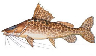 Pesca de Jaraqui: O Jundiá, Rhamdia quelen