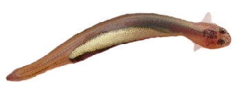 Pesca de Jaraqui: CANDIRU (Vandellia cirrhosa)