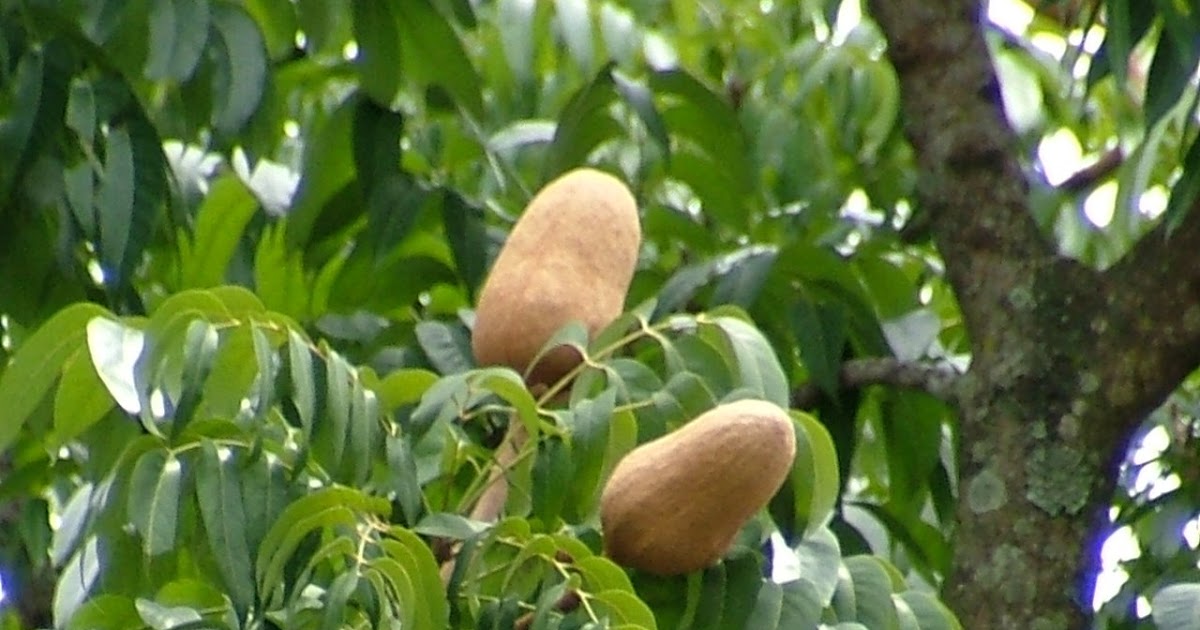 Natural Miracle-sky-fruit Seeds