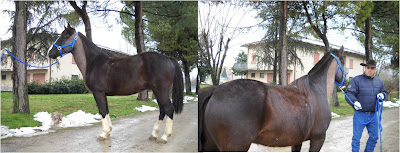 cavalli argentini: CRIOLLO 2005 MORELLO CASTRONE