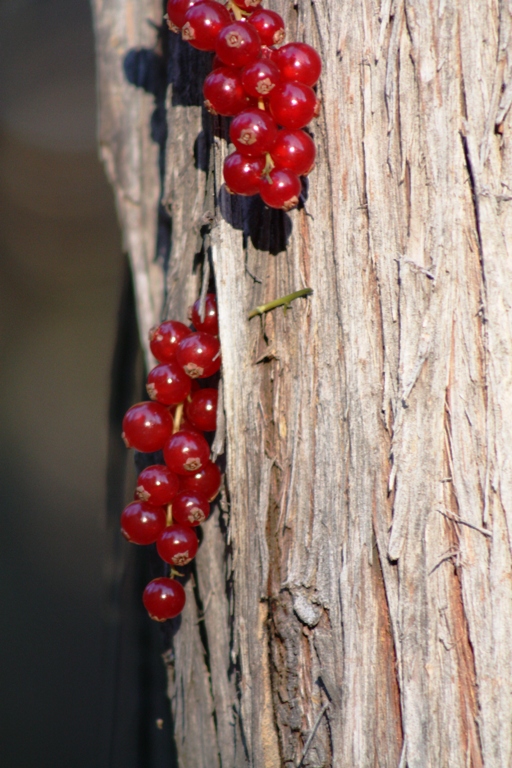 COOKING WITH ANISOARA: Fructele de la portile raiului (3)
