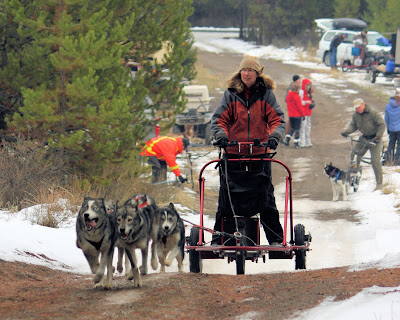 BrownStone Chinooks: Mushing Weekend