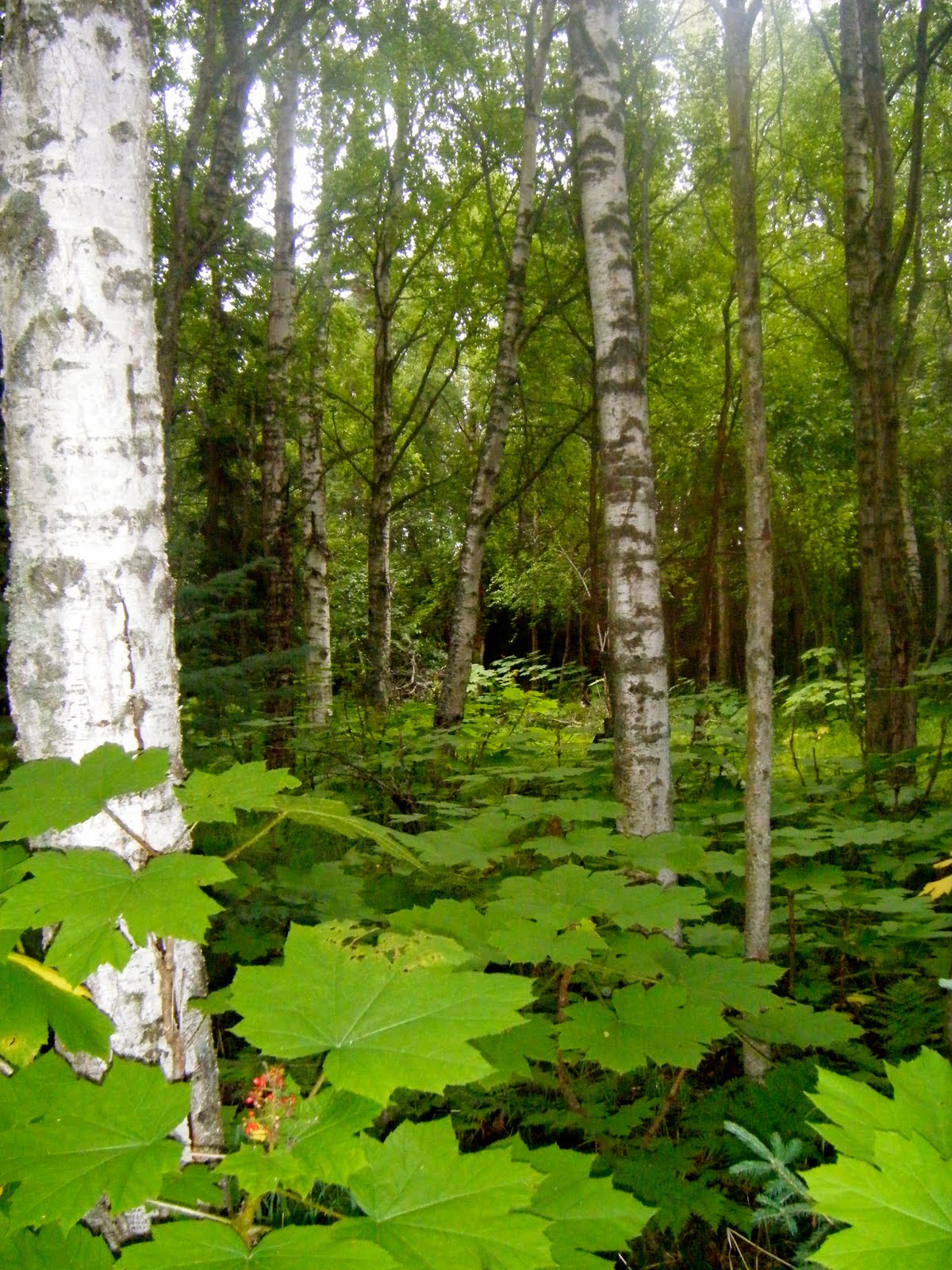runningbrooke: Humpy's Marathon in Anchorage, Alaska!