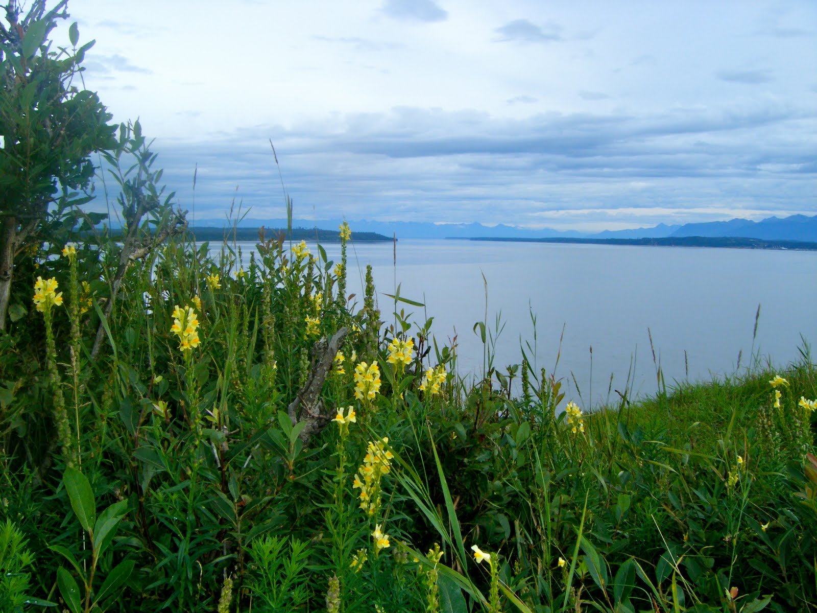 runningbrooke: Humpy's Marathon in Anchorage, Alaska!