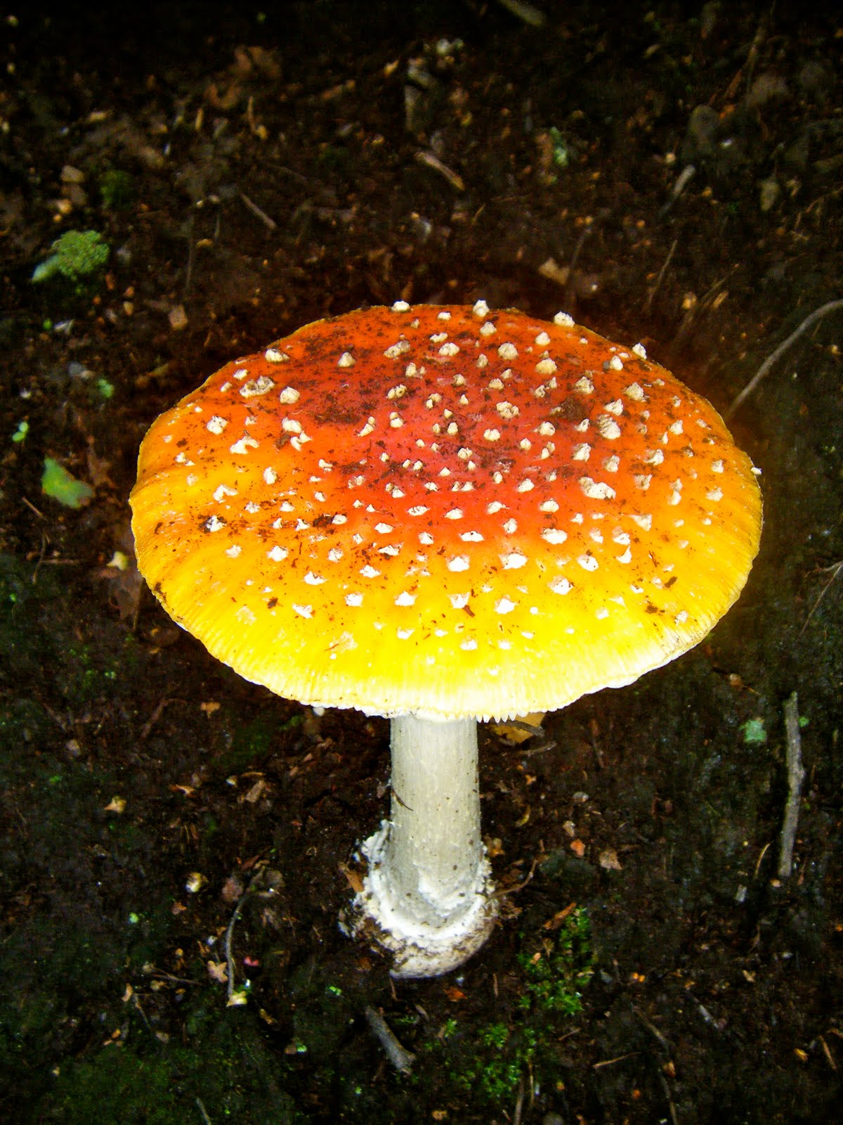 runningbrooke: Humpy's Marathon in Anchorage, Alaska!