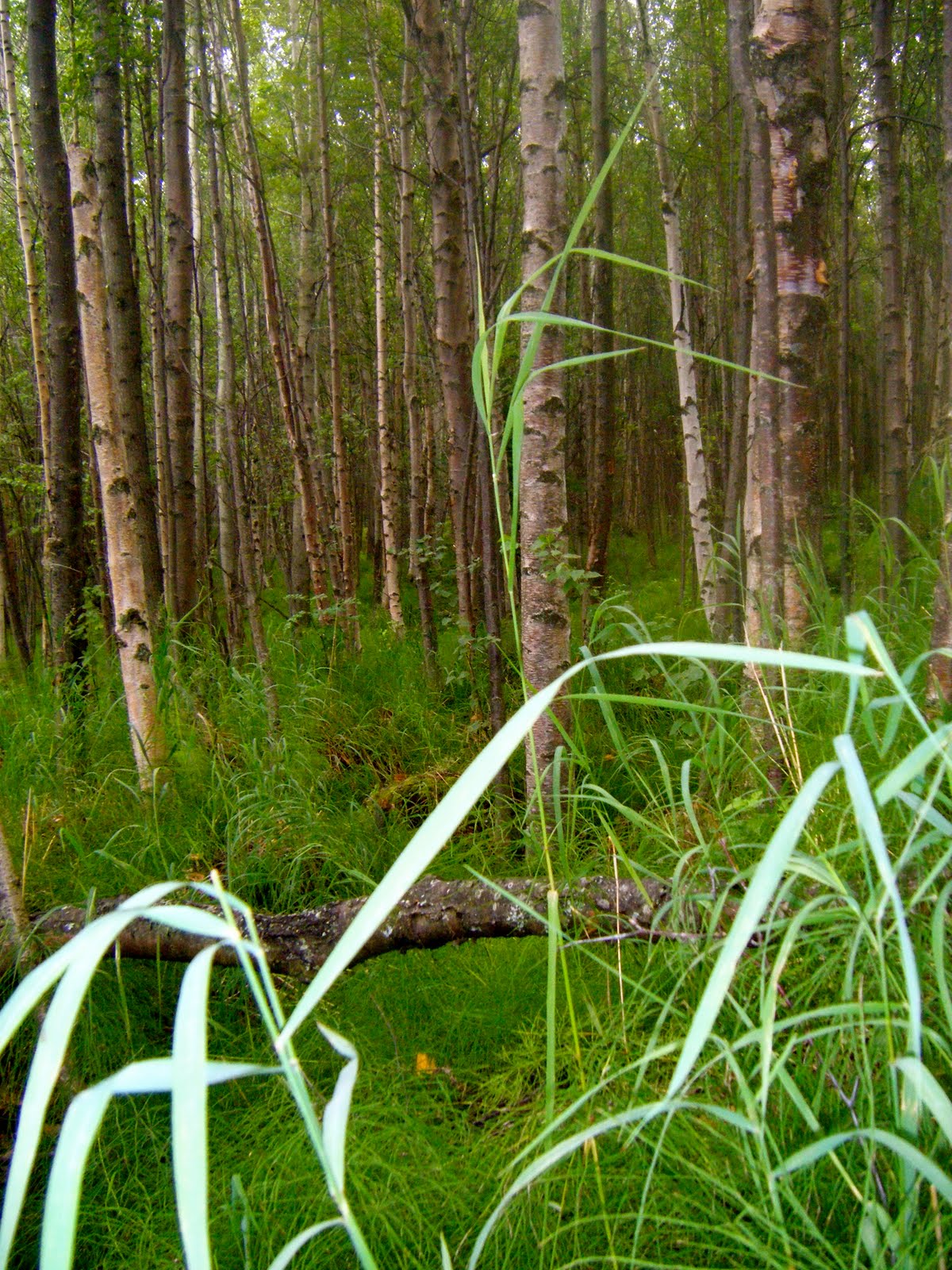 runningbrooke: Humpy's Marathon in Anchorage, Alaska!