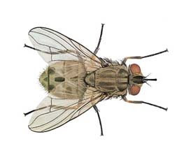 Frank: mosca de los cuernos