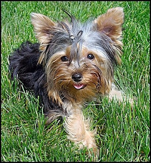 mis perros: Perro yorsay en el campo