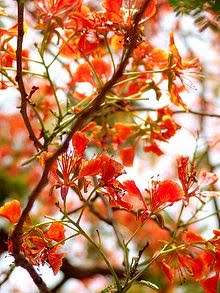 Saffron and Silk: Gulmohar - The Flame tree