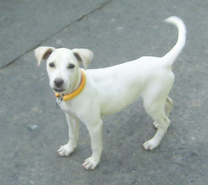 Askal - Alchetron, The Free Social Encyclopedia