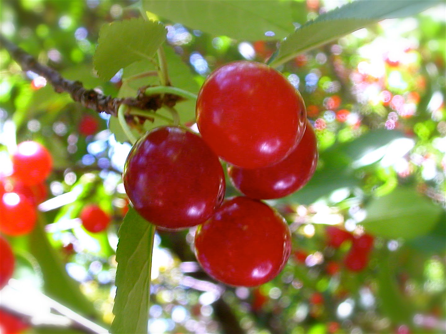 Ogles-blog: With a cherry on top: Our fruit-picking summer