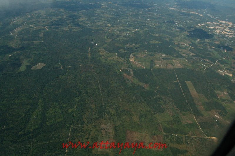 Reformasi Kehutanan | Hancurnya Hutan Riau - Indonesia | Attayaya Blog