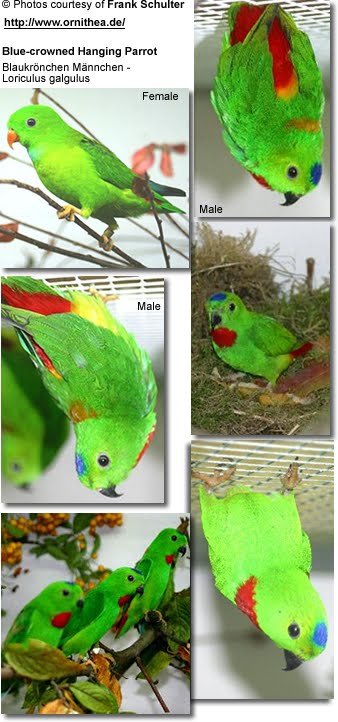 Burung Serindit Melayu (Loriculus galgulus) | Fauna Identitas Provinsi ...