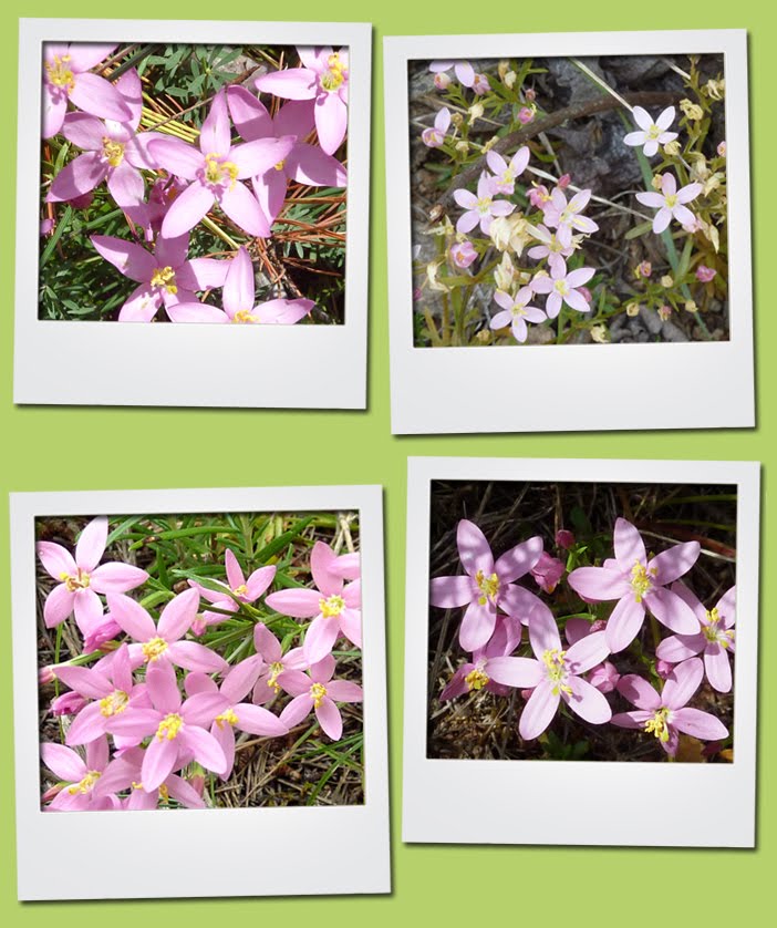 AQUAVIVA HERBARIUM: CENTAURA MENOR