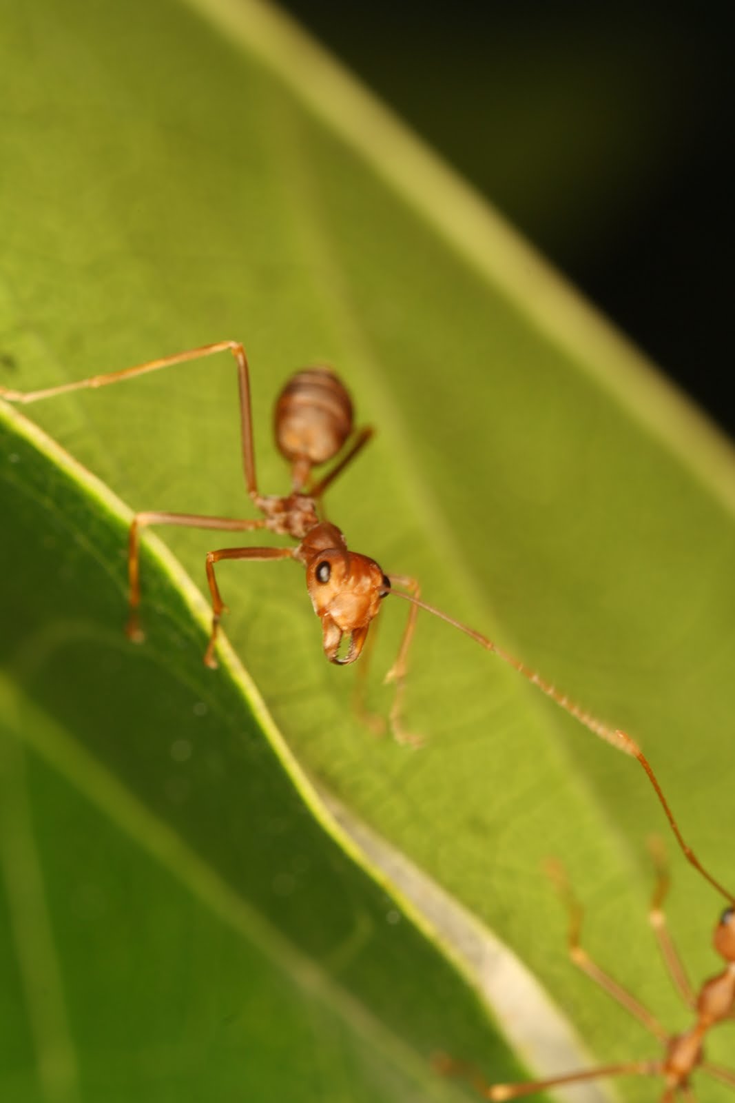 TriciaBarbie's Creatures World: Big Red Ants in Clearwater Sanctuary