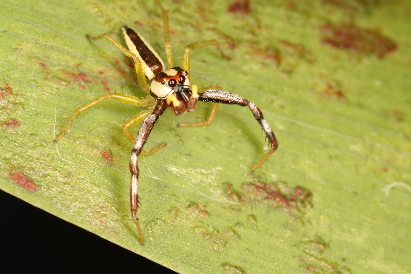 TriciaBarbie's Creatures World: Panda Eye Spider in Clearwater Sanctuary