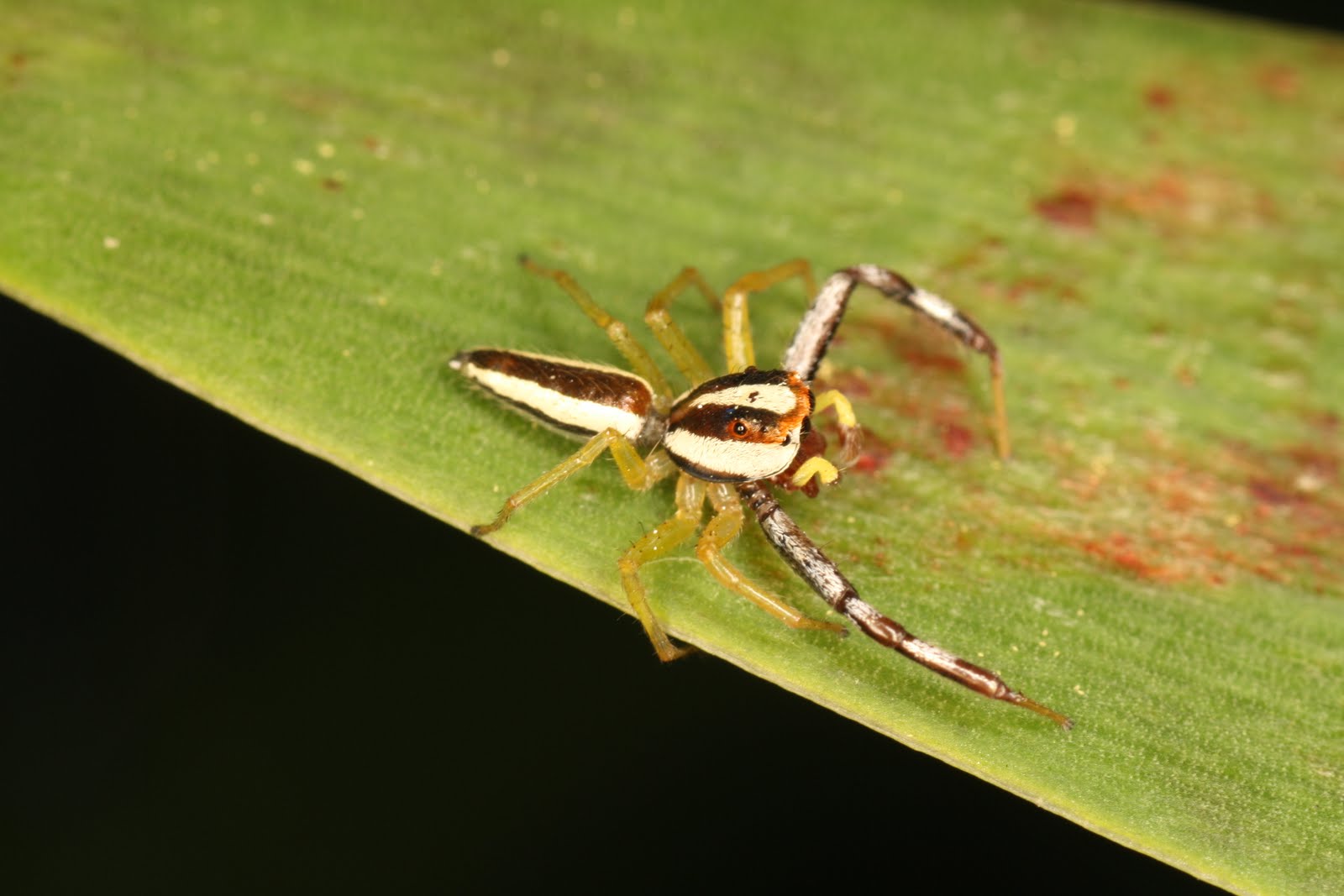 TriciaBarbie's Creatures World: Panda Eye Spider in Clearwater Sanctuary
