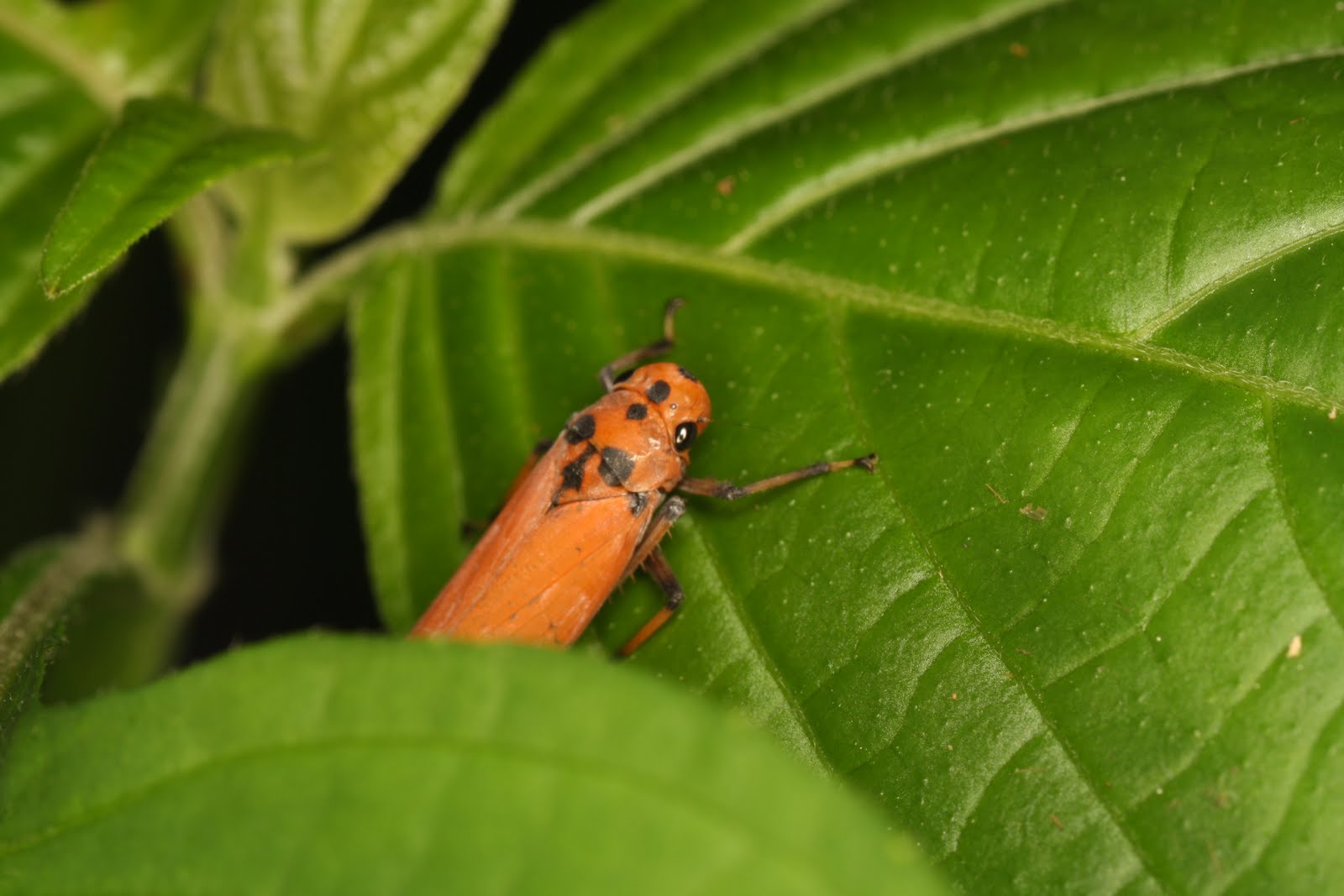 TriciaBarbie's Creatures World: Orange Insect in Clearwater Sanctuary