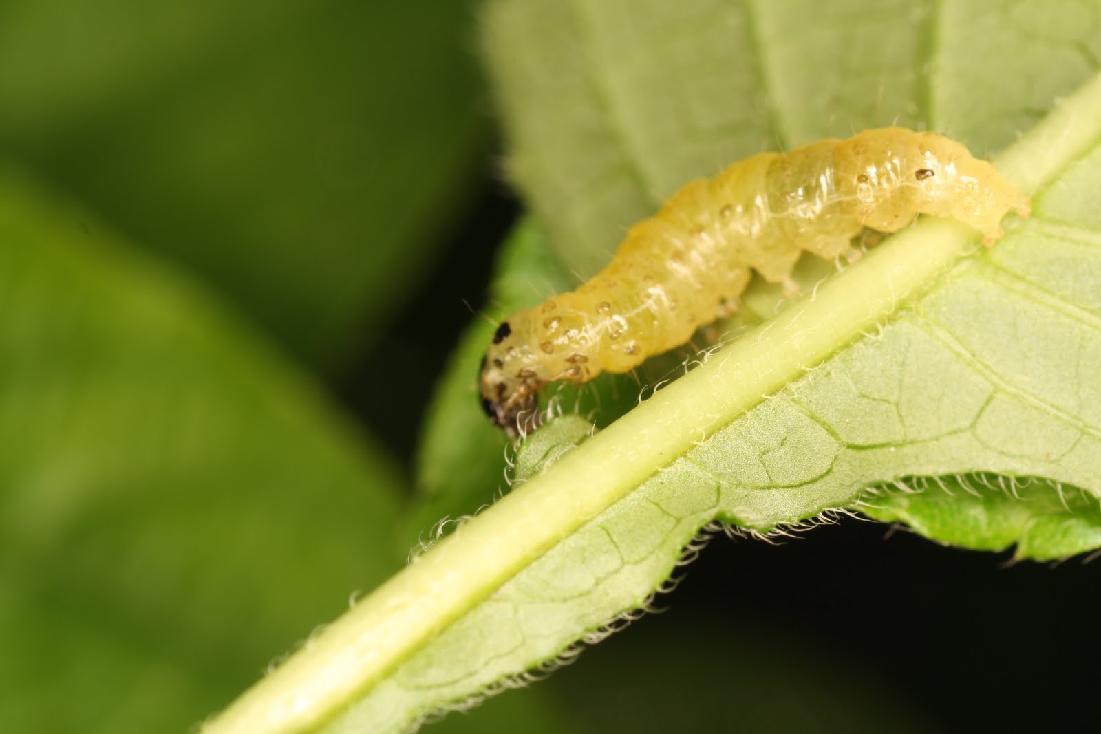 TriciaBarbie's Creatures World: Transparency Worm in Clearwater Sanctuary