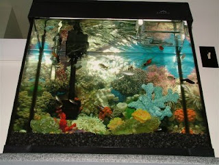 Fresh Water Aquarium fish: Buying Your First Freshwater Fish Tank