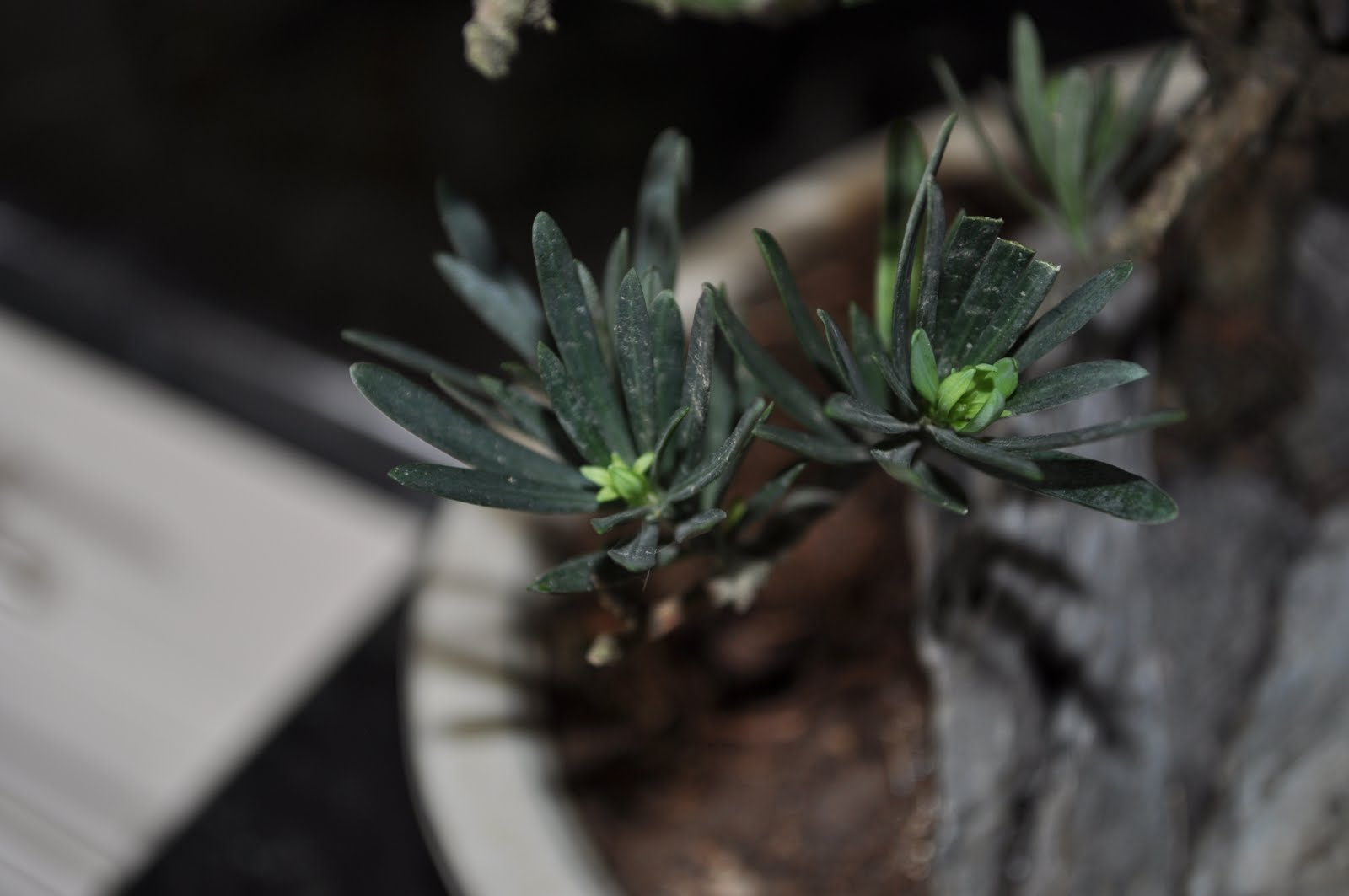 Bonsai Gakusei: June 2010