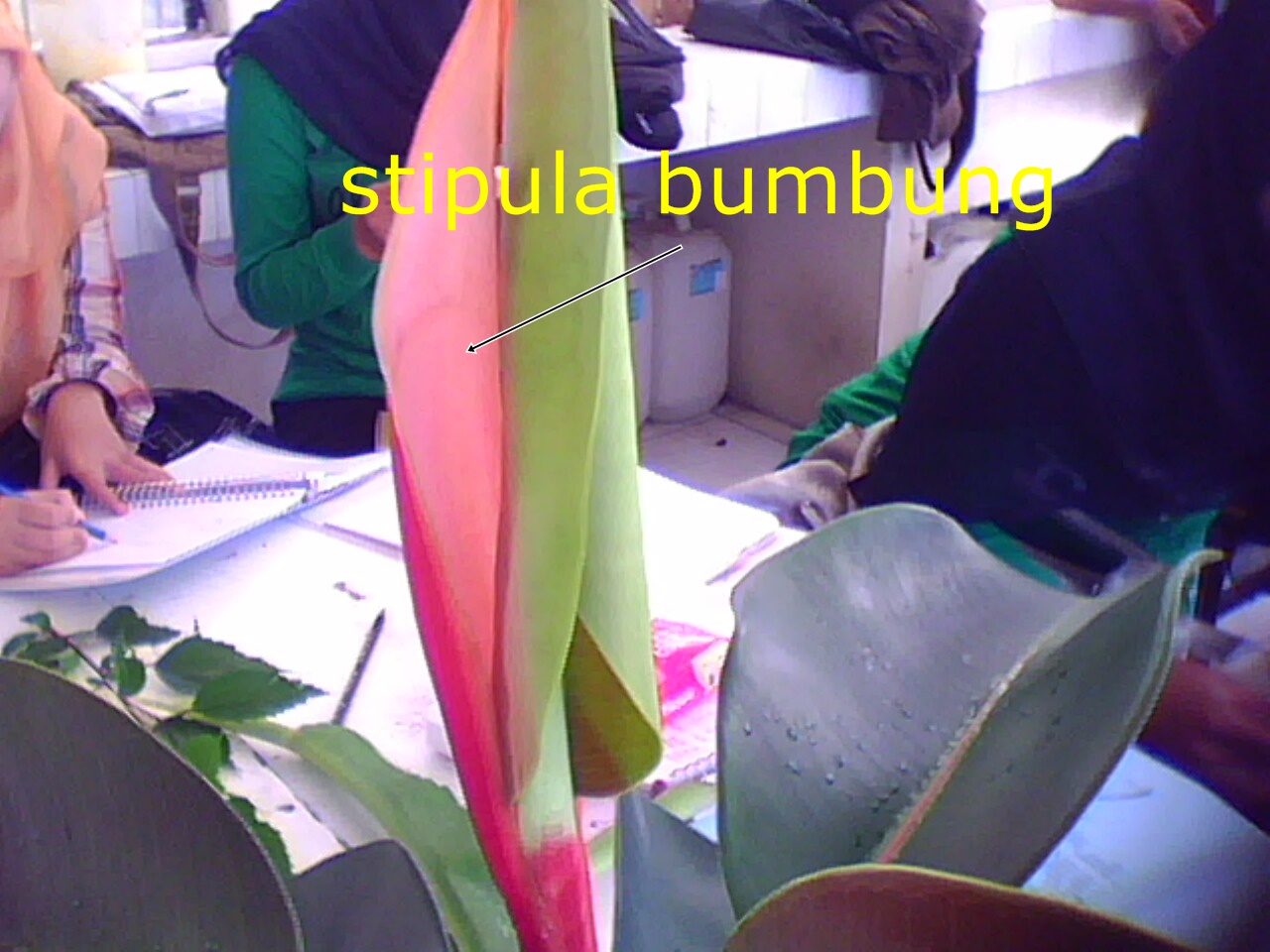 Biologi menjadi sebab kita bisa selalu bertafakkur. . .: Alat Tambahan ...