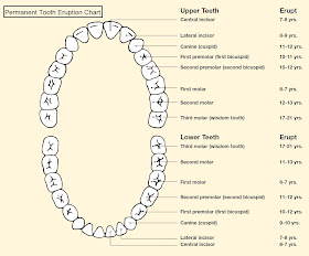 Tooth Eruption Charts