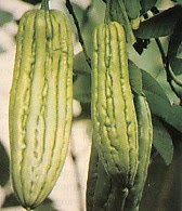 Buah Pare dan Manfaatnya - Welcome to my kitchen