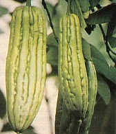 Buah Pare dan Manfaatnya - Welcome to my kitchen