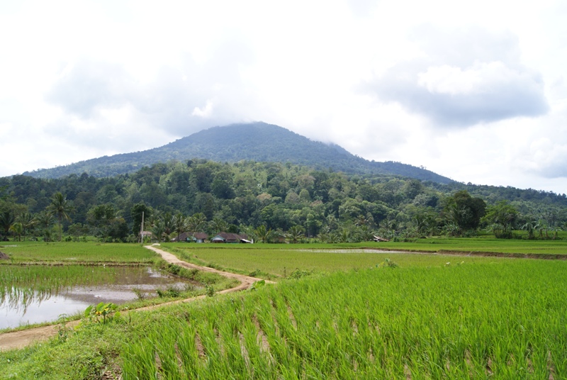 Kembang Nanas: Mount Pulosari, Banten