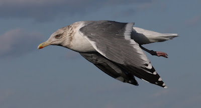 Chris Gibbins - gulls & birds: Adult Vega Gull wing-tip patterns