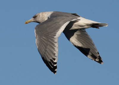 Chris Gibbins - gulls & birds: Adult Vega Gull wing-tip patterns