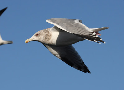 Chris Gibbins - gulls & birds: Adult Vega Gull wing-tip patterns