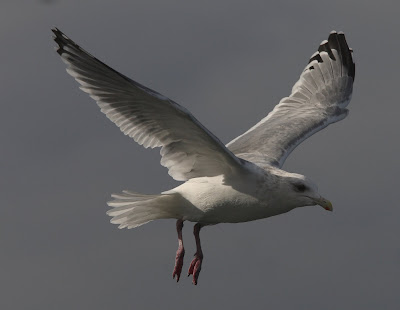 Chris Gibbins - gulls & birds: Adult Vega Gull wing-tip patterns