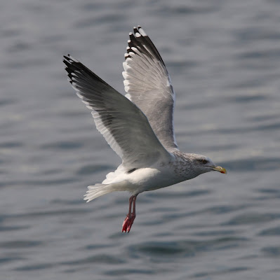 Chris Gibbins - gulls & birds: Adult Vega Gull wing-tip patterns