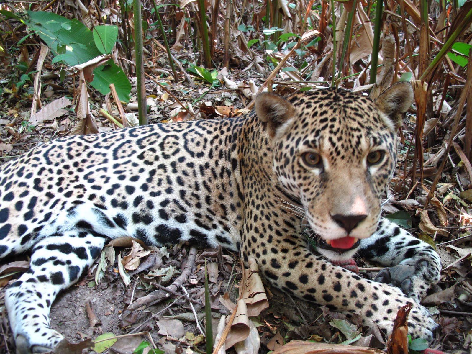 Carlito Treks: Parque Ambue Ari
