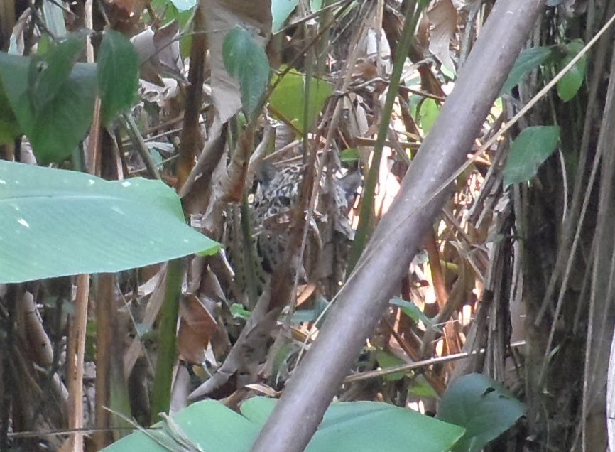 Carlito Treks: Parque Ambue Ari