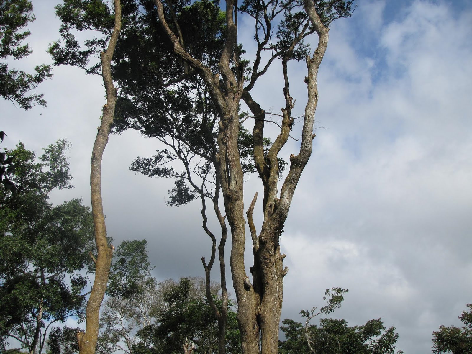 The Orange Forest: Rose wood Tree in Westrangats forest