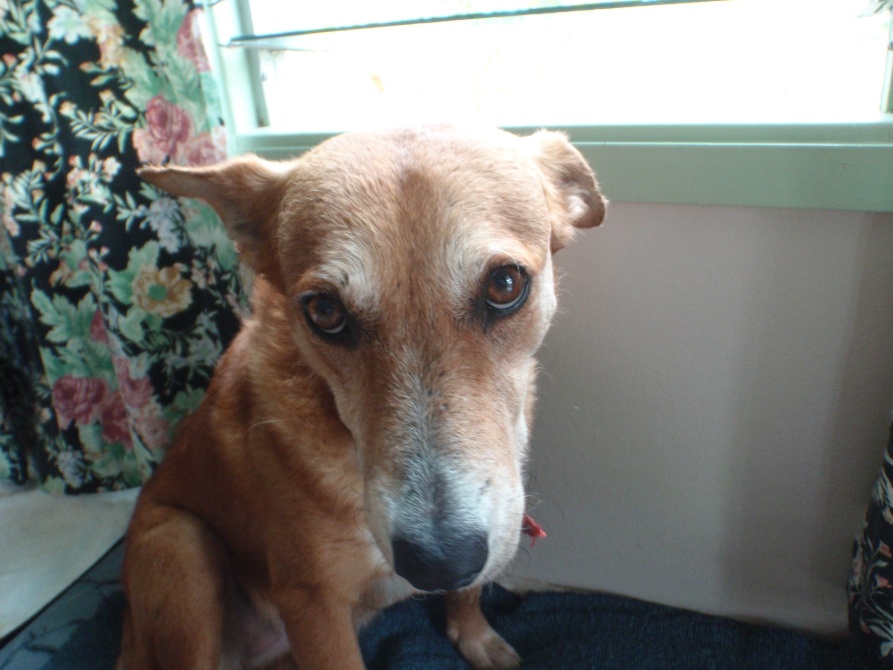 Help to Fiji Street dogs by The Flicka Foundation