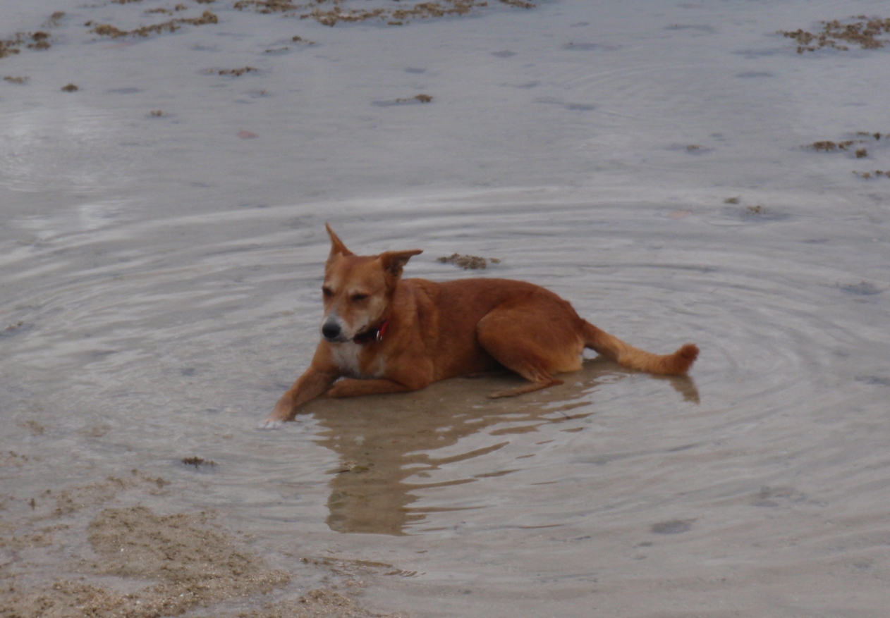 Help to Fiji Street dogs by The Flicka Foundation