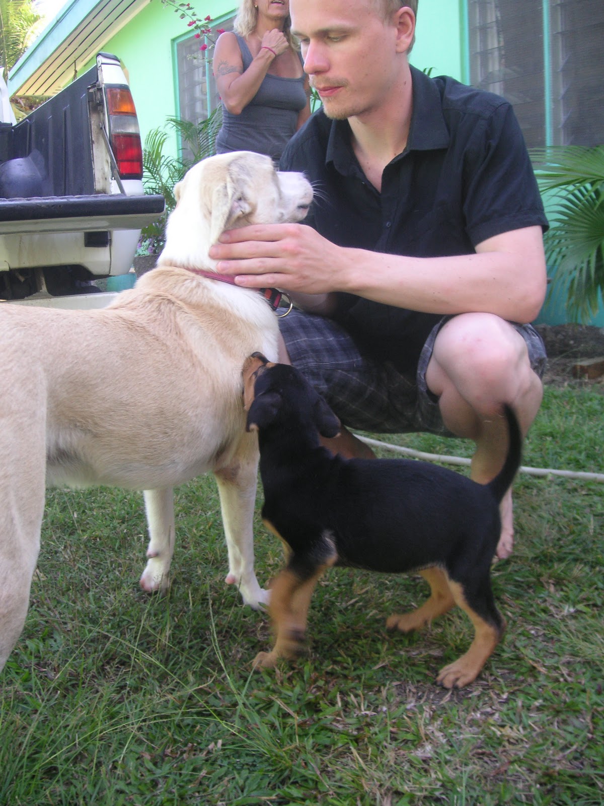 Help to Fiji Street dogs by The Flicka Foundation