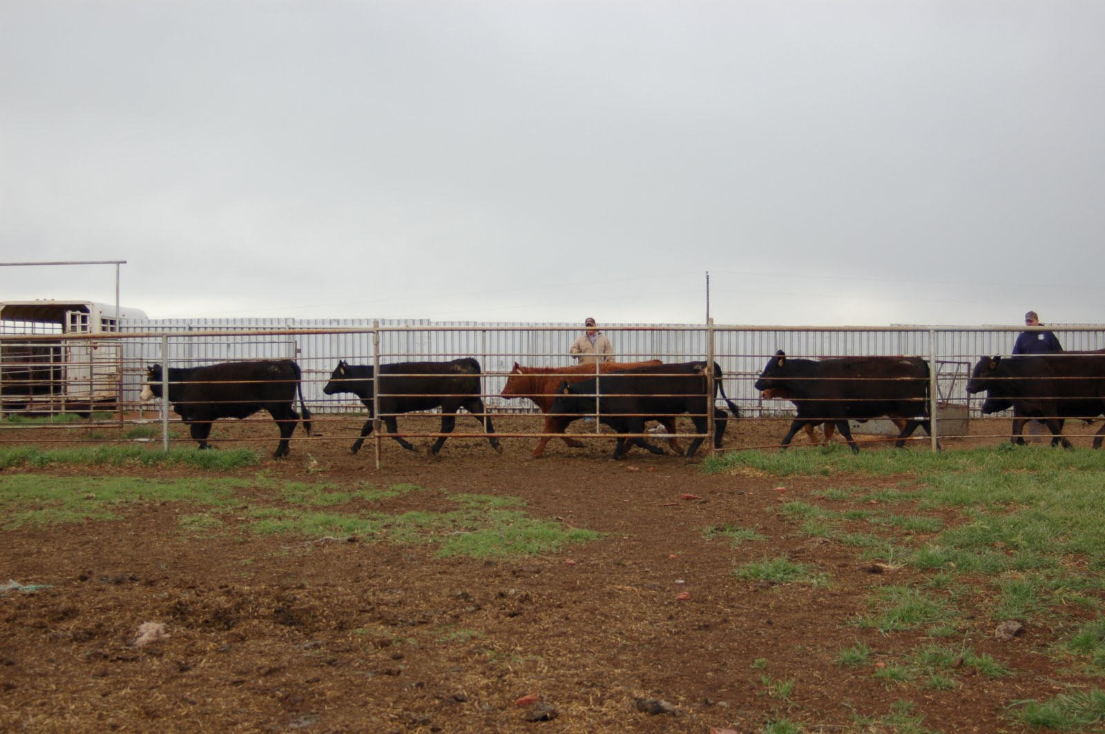 The Farmer's Wife: Loading Cattle to be Taken To The Feed Lots