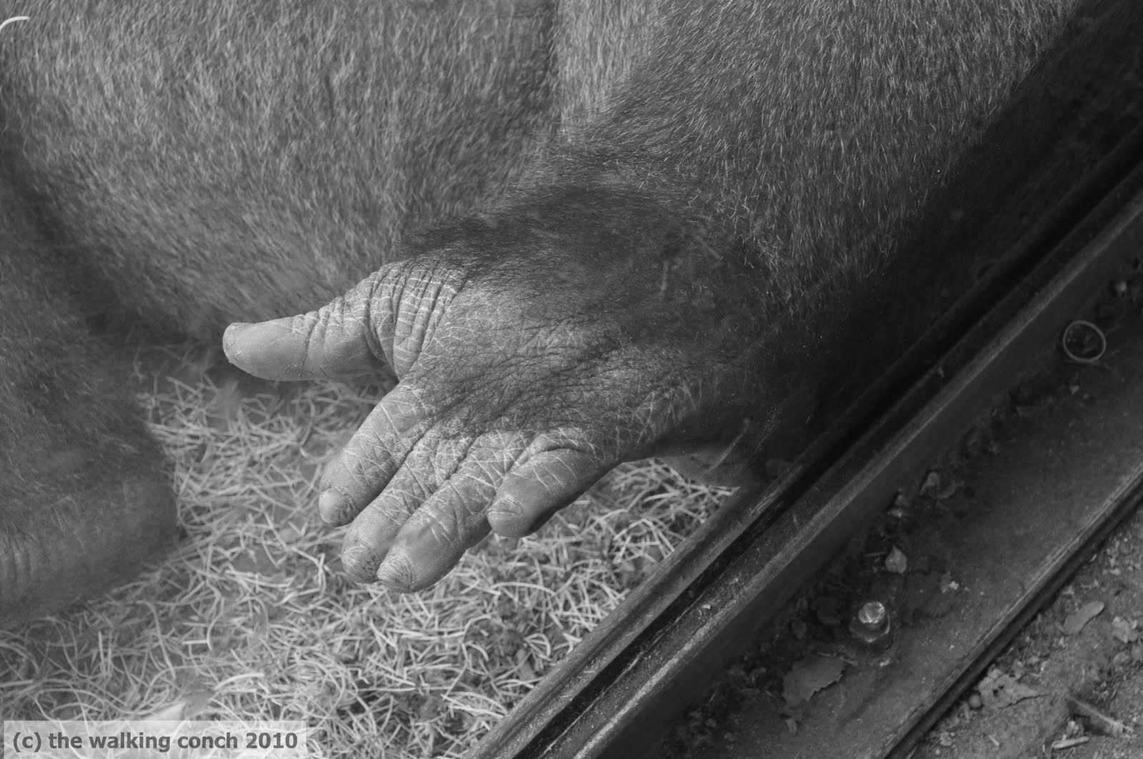 The Walking Conch: i wish i had opposable toes