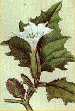 DROGAS detalles: Toloache